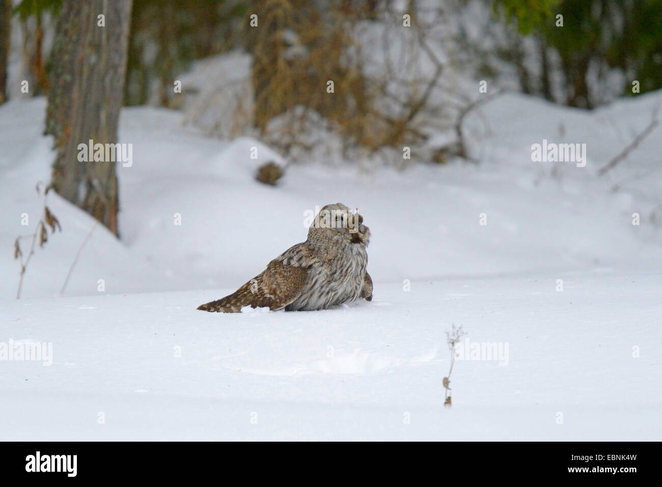 Snowy owl catching prey hi-res stock photography and images - Alamy