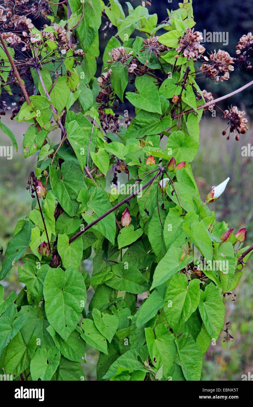 Bellbine, Hedge bindweed, Hedge false bindweed, Lady's-nightcap ...