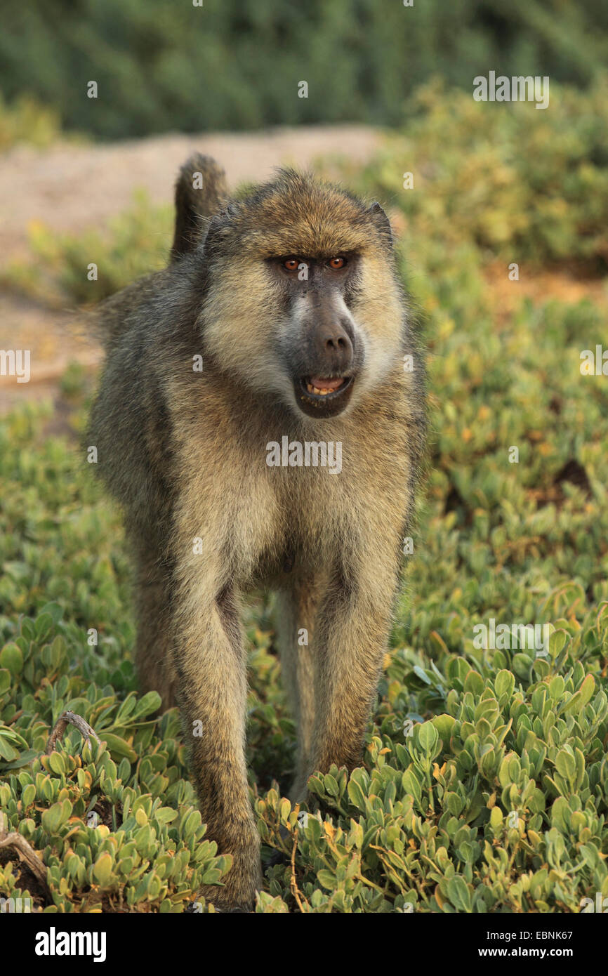 yellow baboon, savannah baboon, anubius baboon, olive baboon (Papio ...
