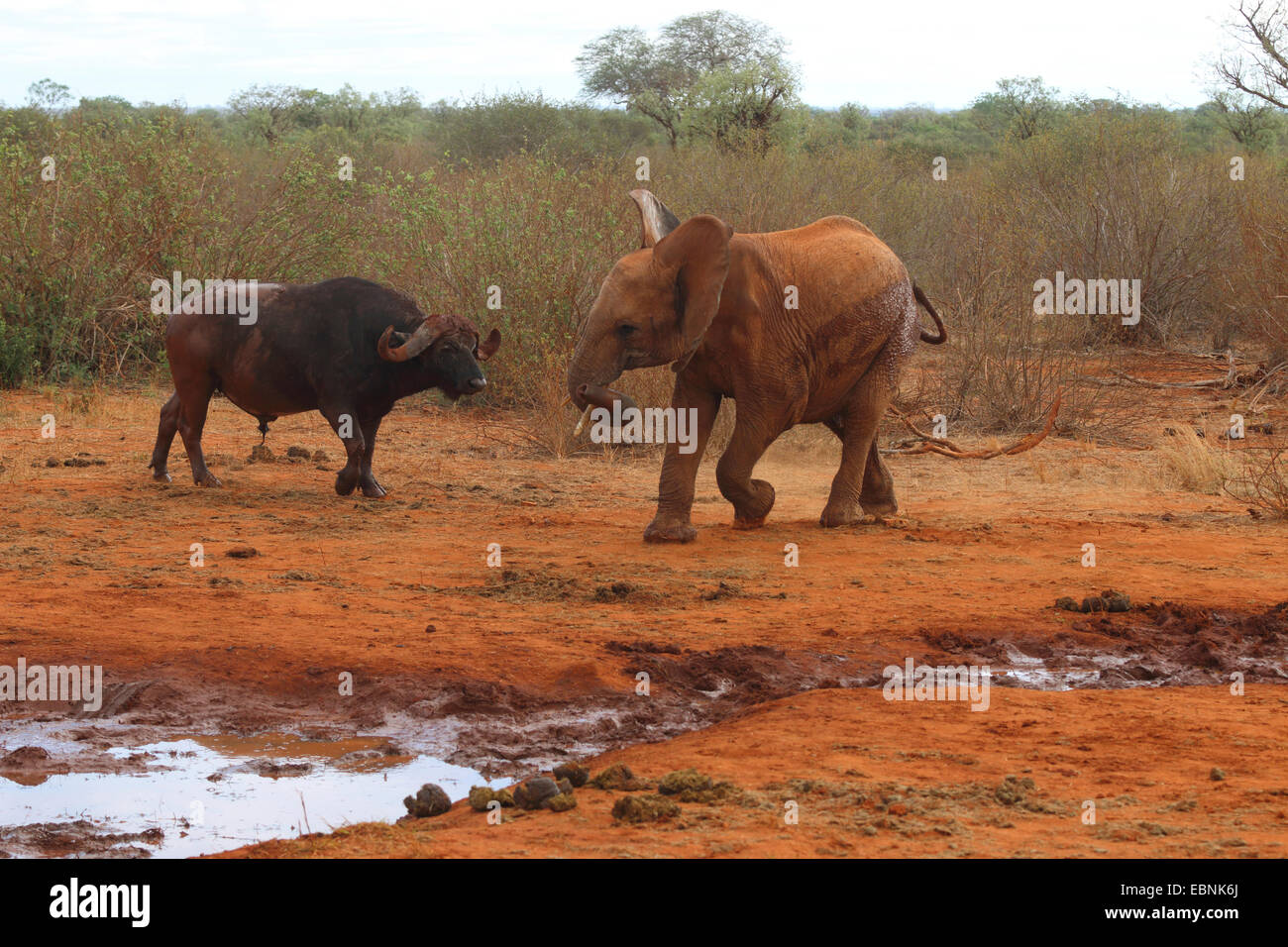 African buffalo (Syncerus caffer), buffalo and young elephant, Kenya ...