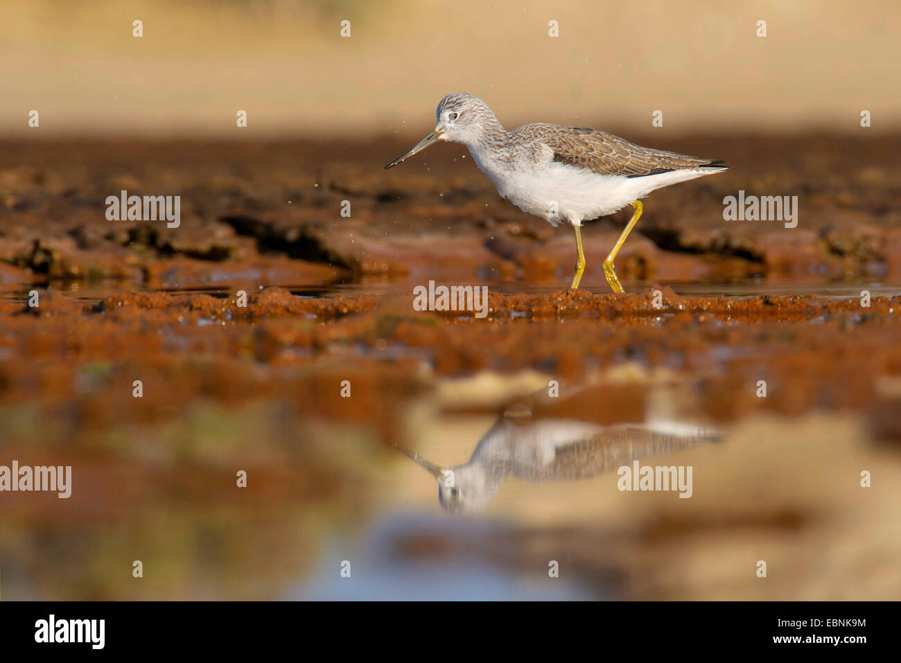 Running through water splash hi-res stock photography and images - Alamy