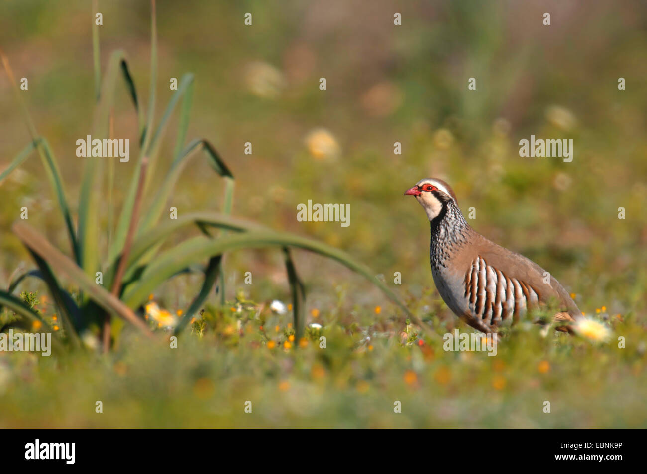 red-legged partridge (Alectoris rufa), standing in blooming meadow ...