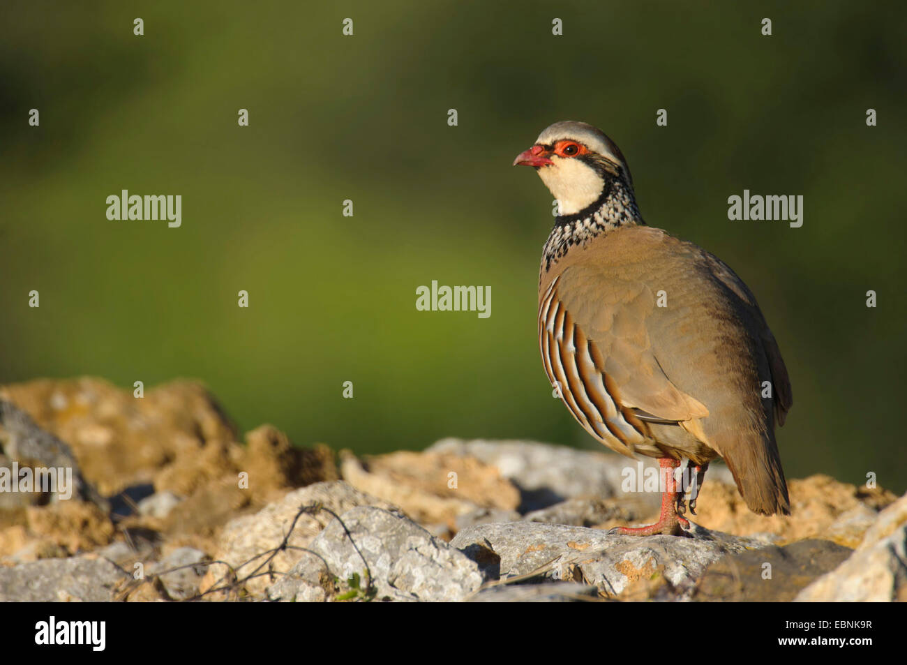 Red legged partridges mallorca hi-res stock photography and images - Alamy