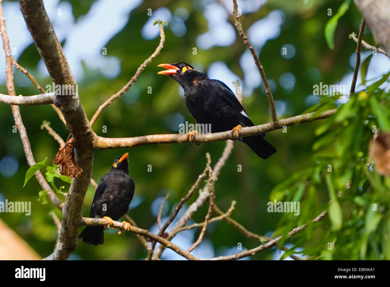 southern grackle (Gracula religiosa), sitting on a branch, India ...