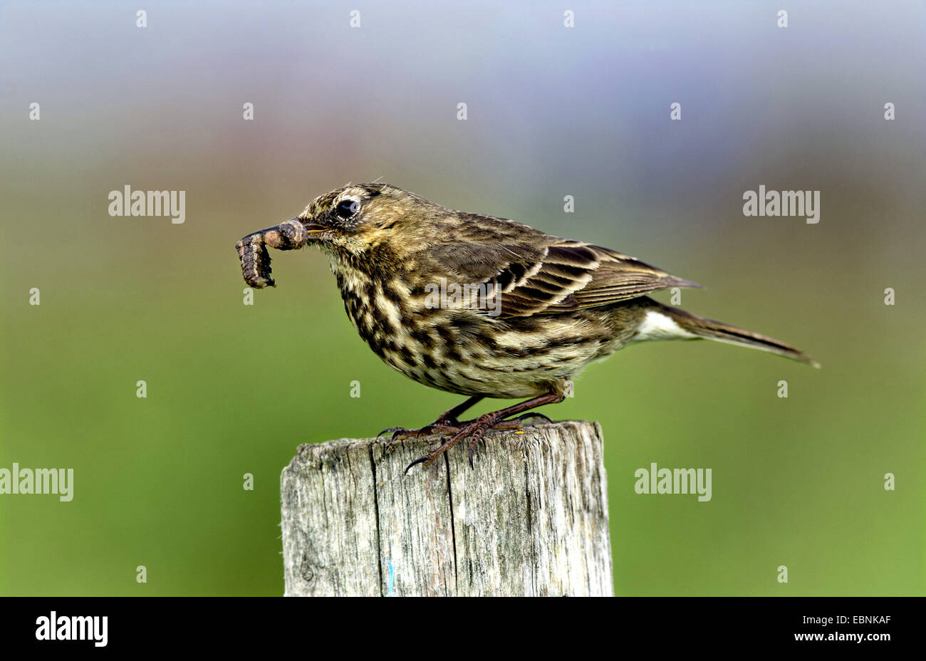 Water pitpit hi-res stock photography and images - Alamy