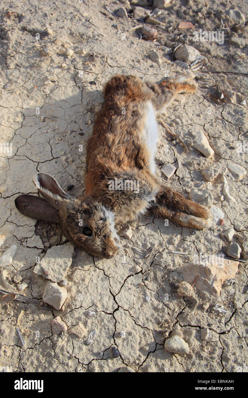 Rabbit lying on dried out ground hi-res stock photography and images ...