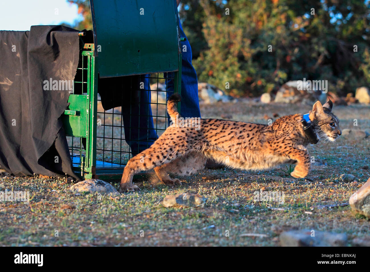 Spanish lynx (Lynx pardinus), Spanish lynx is released into the wild ...