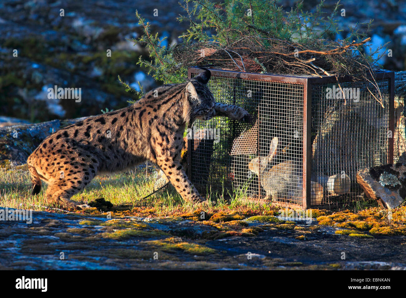 Spanish lynx (Lynx pardinus), catching rabbit at the feeding site ...