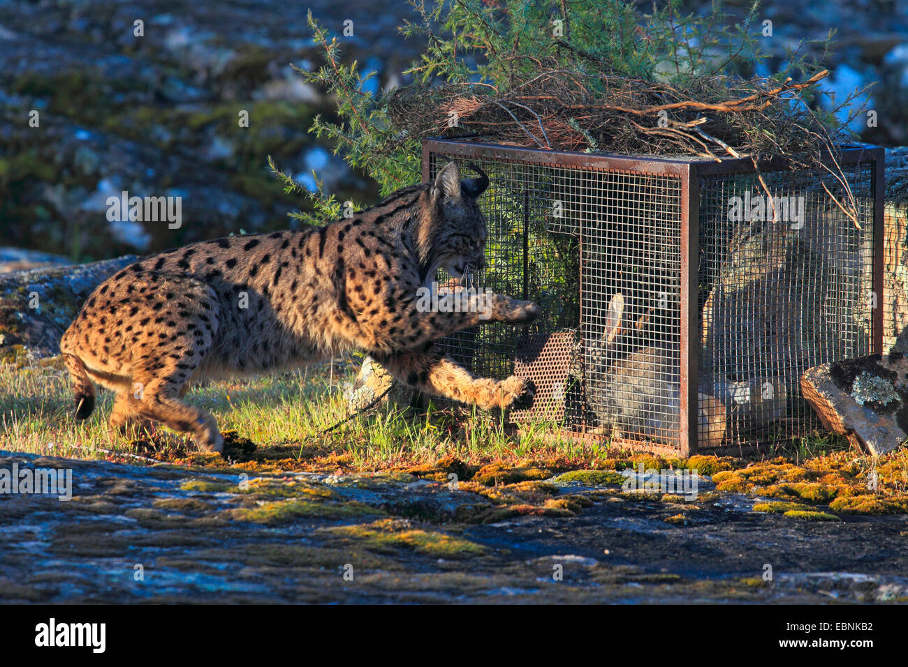 Spanish lynx (Lynx pardinus), catching rabbit at the feeding site ...