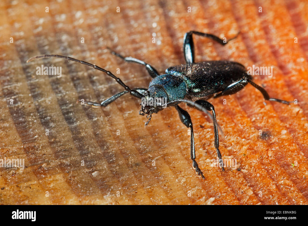 Violet tanbark beetle, Longhorn beetle, Long-horned beetle (Callidium ...