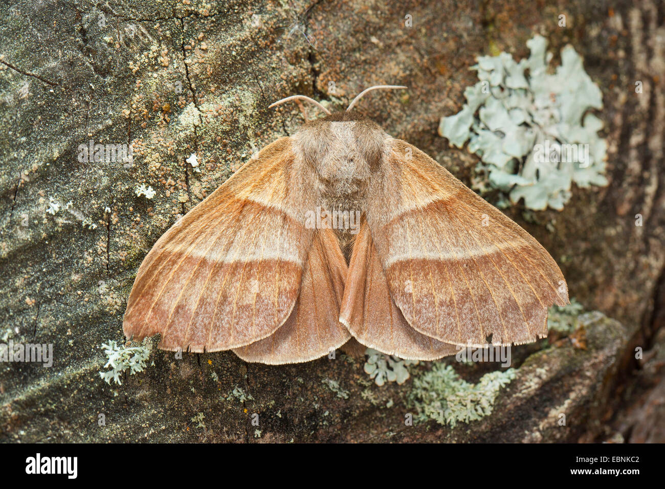 fox moth (Macrothylacia rubi), female, Germany Stock Photo - Alamy