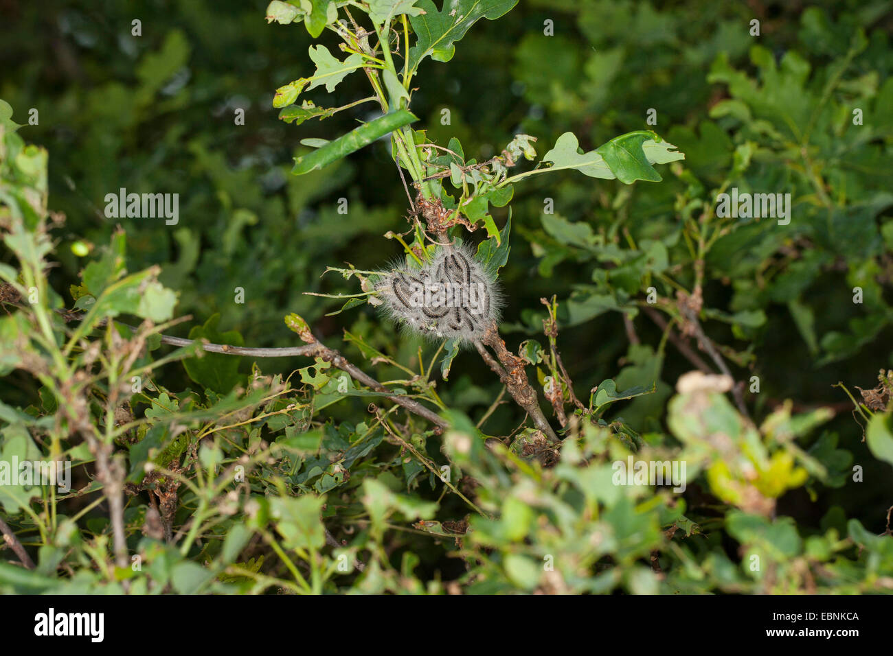 oak processionary moth (Thaumetopoea processionea), accumulation of ...