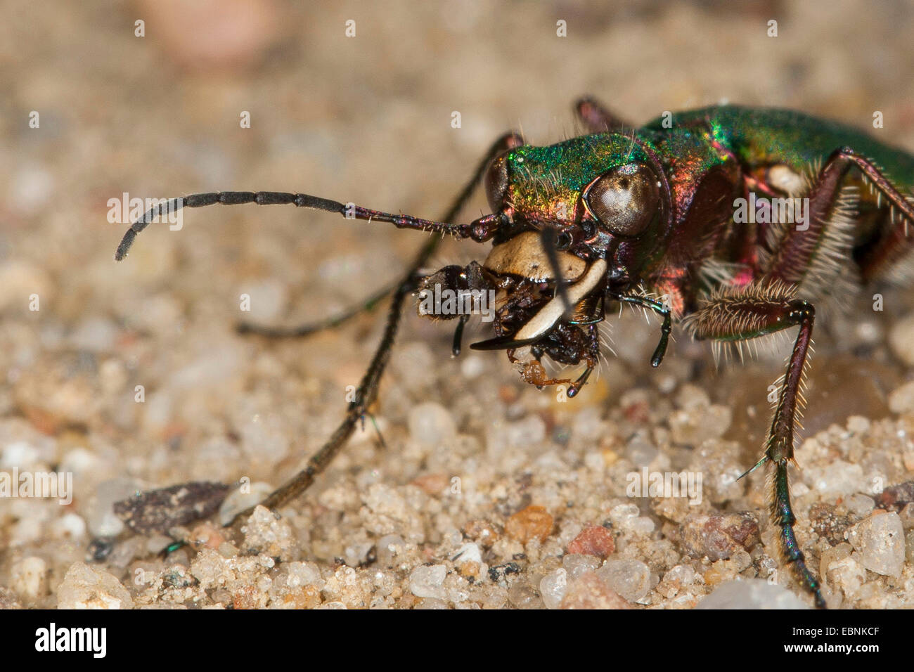 Green tiger beetle (Cicindela campestris), with caught ant in the mouth ...