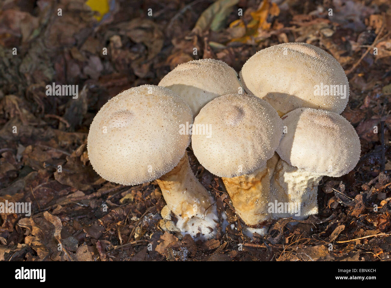 Common puffball, Warted puffball, Gem-studded puffball, Devil's snuff ...