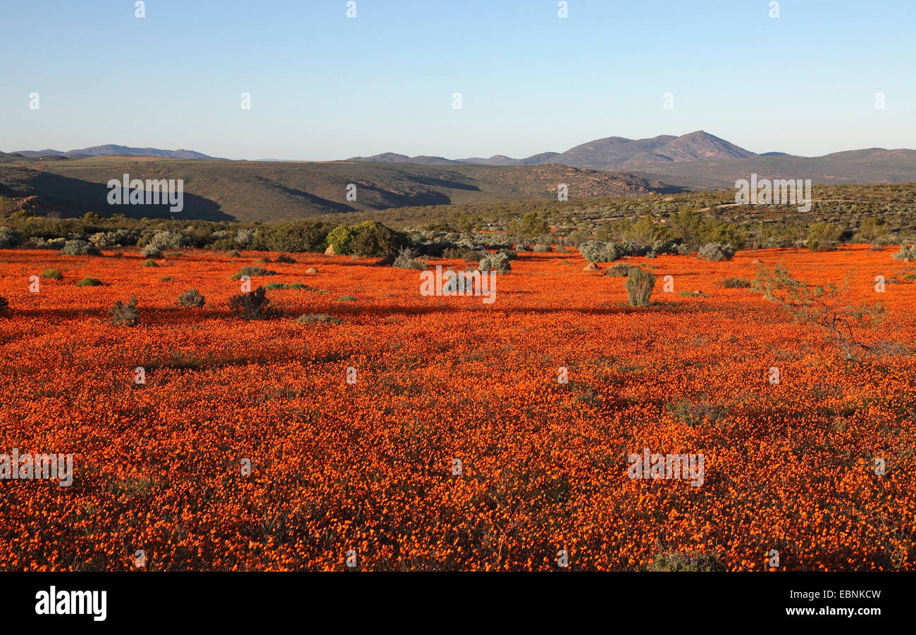 Namaqualand daisy, Cape marigold (Dimorphotheca sinuata), large-area ...