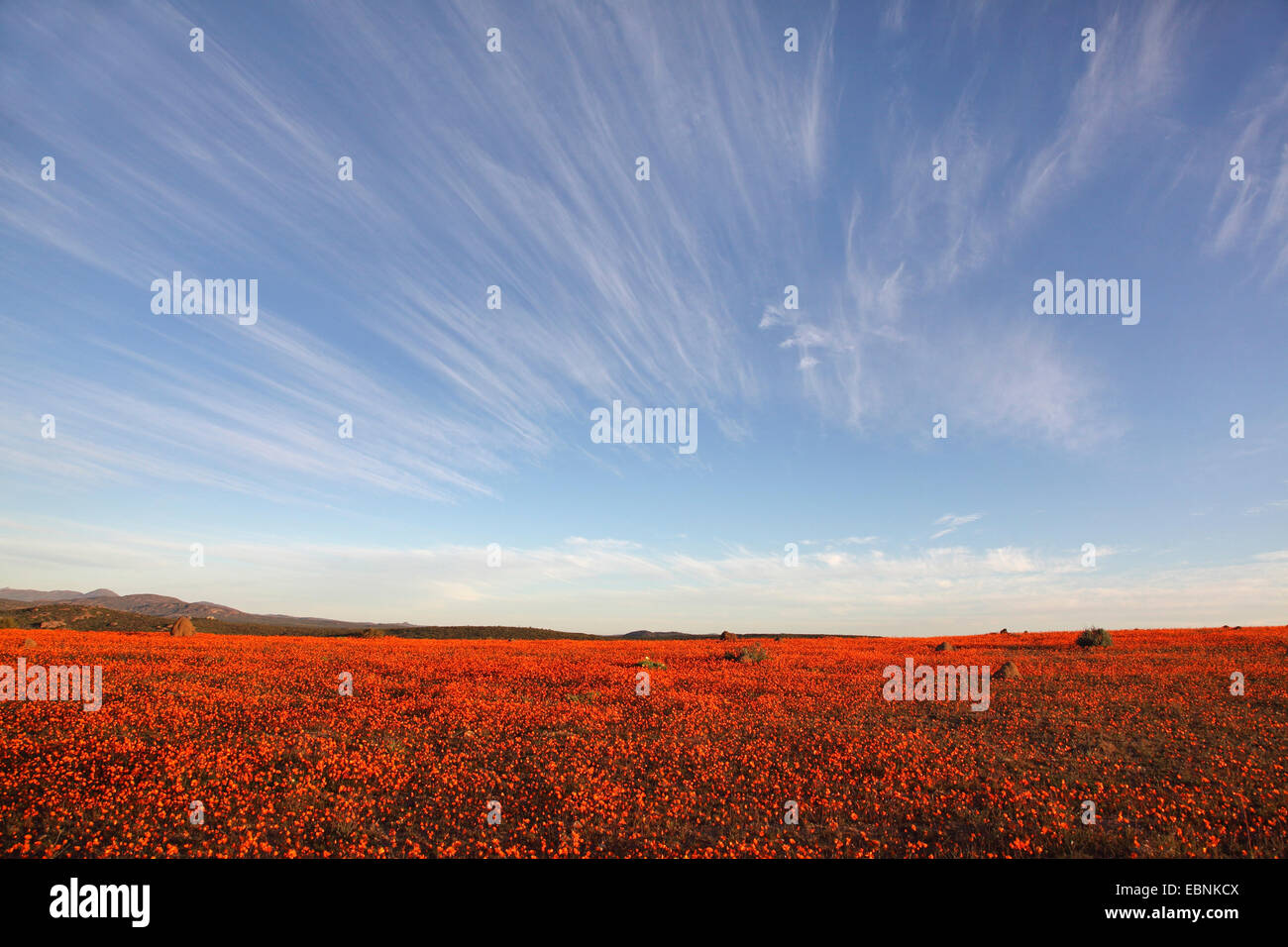 Flowering namaqua daisies hi-res stock photography and images - Alamy