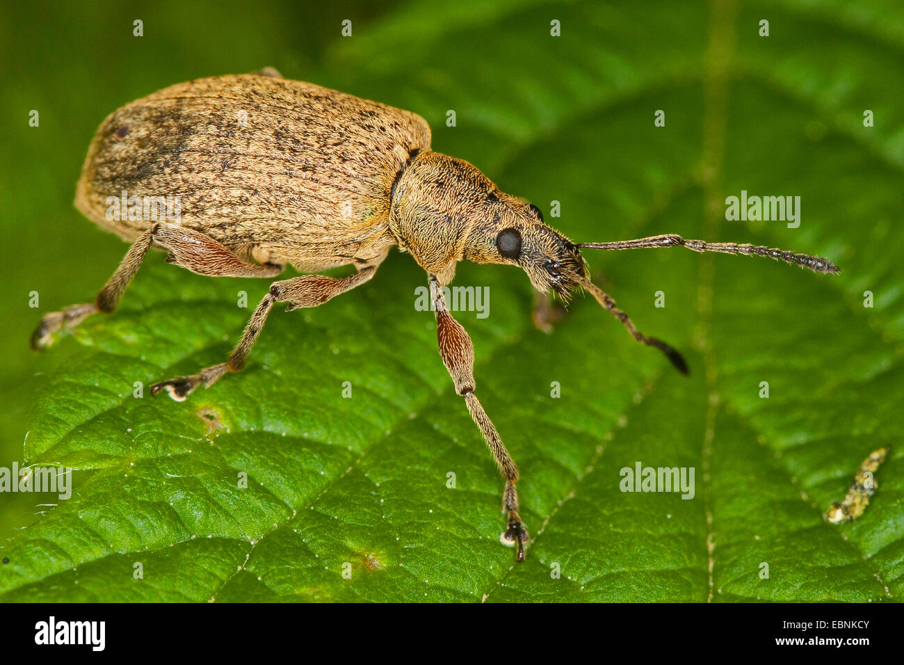 Phyllobius calcaratus hi-res stock photography and images - Alamy