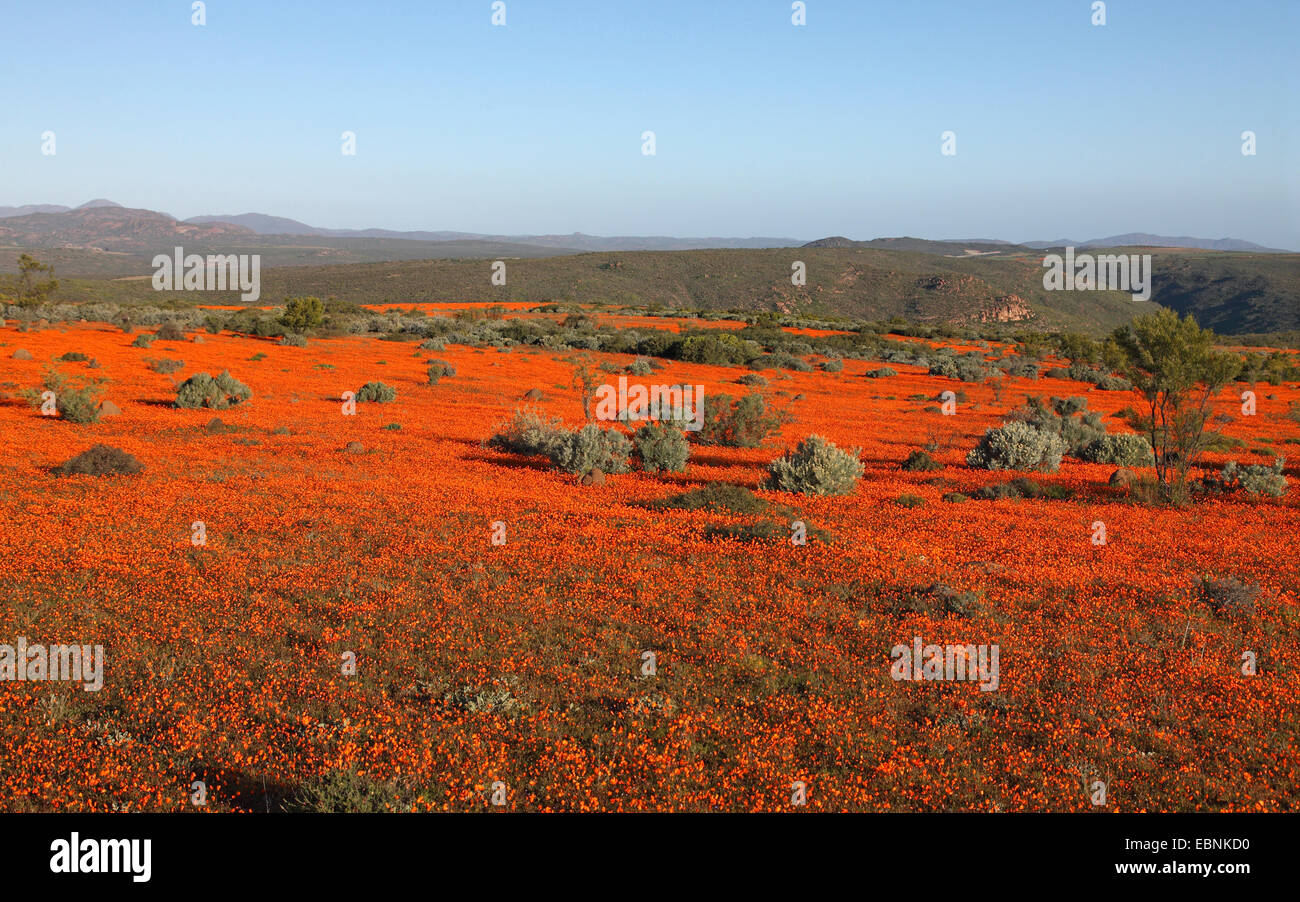Namaqualand daisy, Cape marigold (Dimorphotheca sinuata), large-area ...