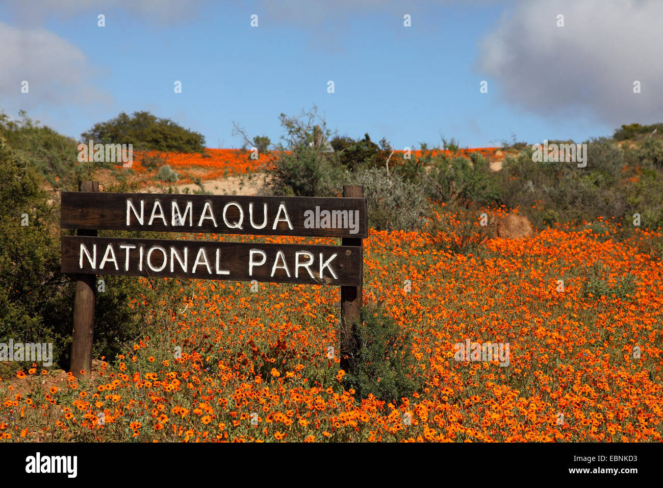 Namaqualand daisy cape marigold dimorphotheca hi-res stock photography ...