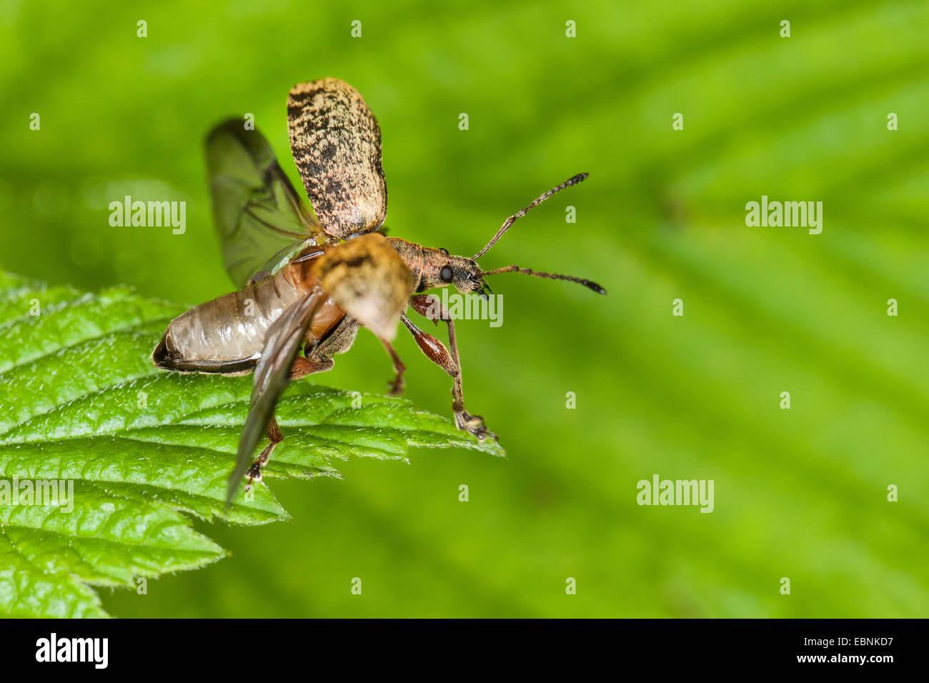 Glaucous leaf weevil (Phyllobius glaucus, Phyllobius calcaratus ...