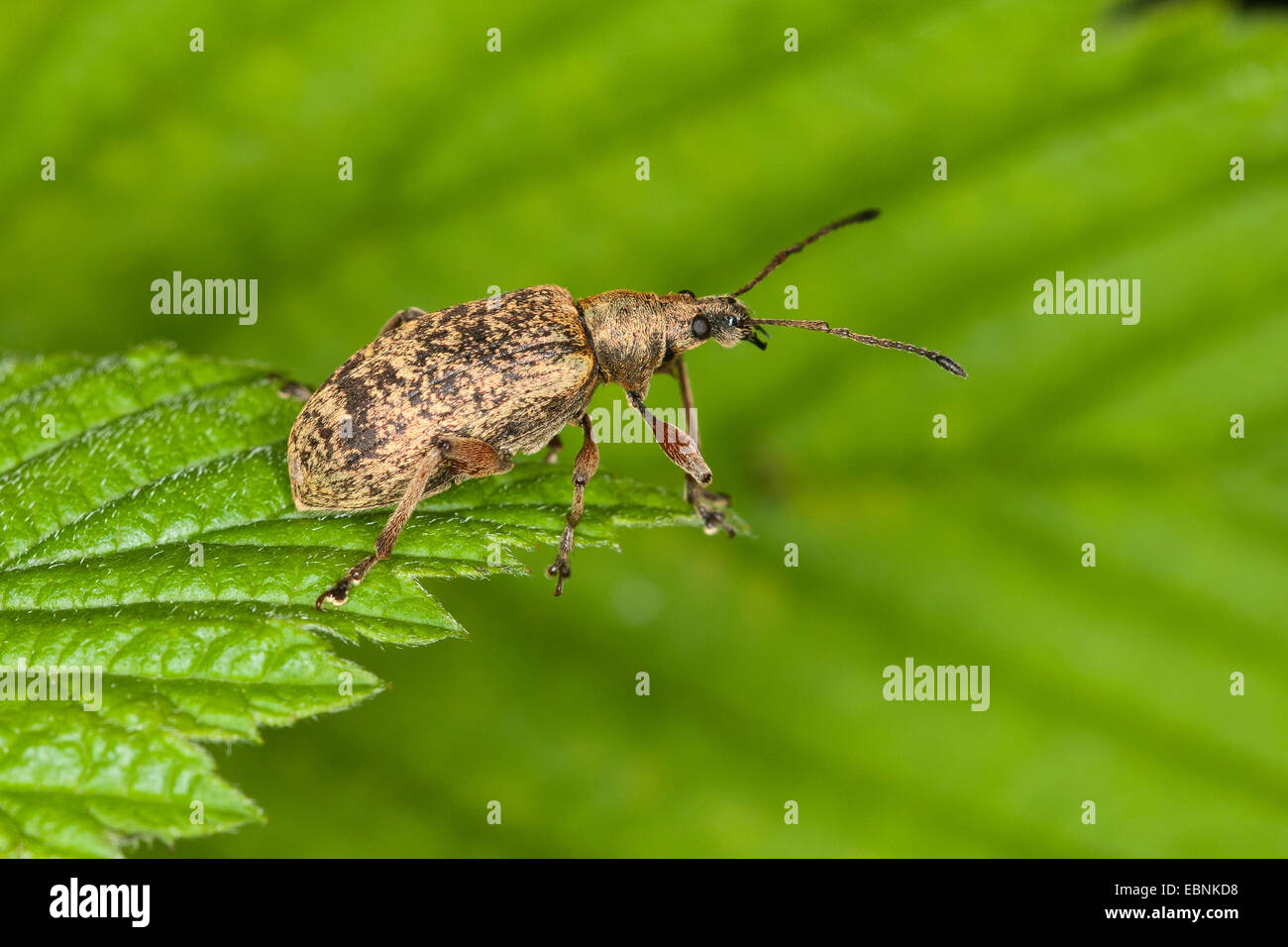 Glaucous leaf weevil (Phyllobius glaucus, Phyllobius calcaratus), on a ...
