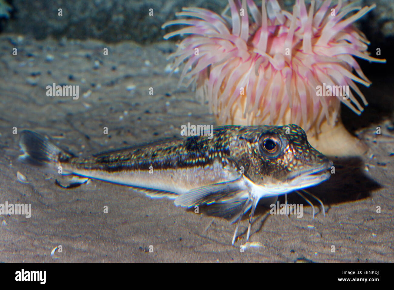 Gurnardus hi-res stock photography and images - Alamy