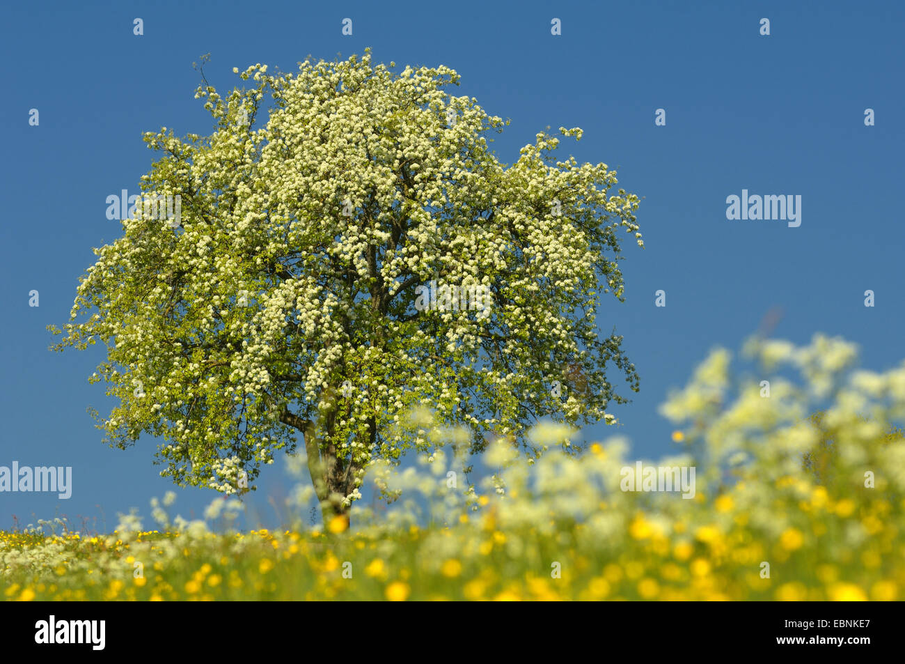 common pear (Pyrus communis), blooming single tree in spring Stock ...