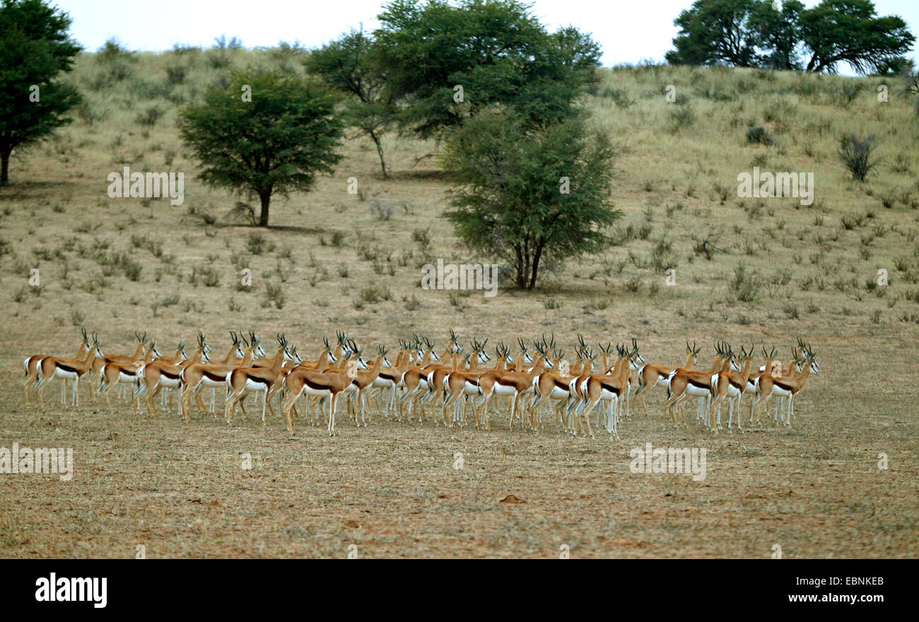 Springbok group hi-res stock photography and images - Alamy