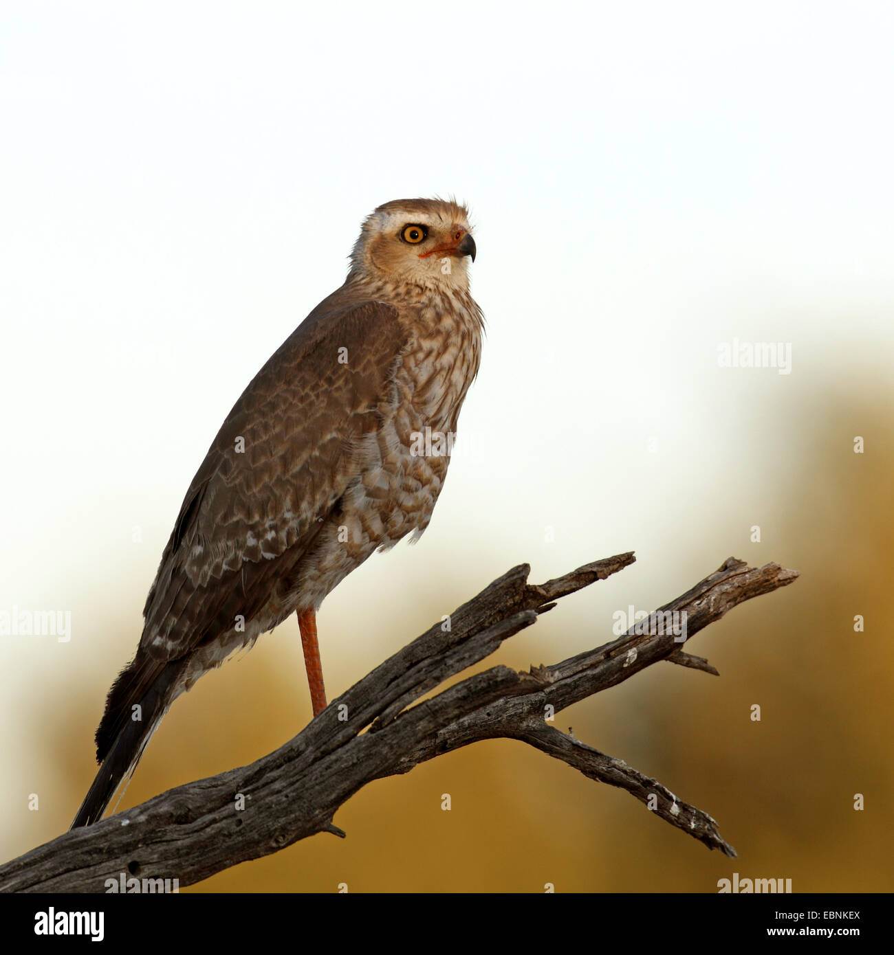 little banded goshawk (Accipiter badius), goshawk in juvenile plumage ...