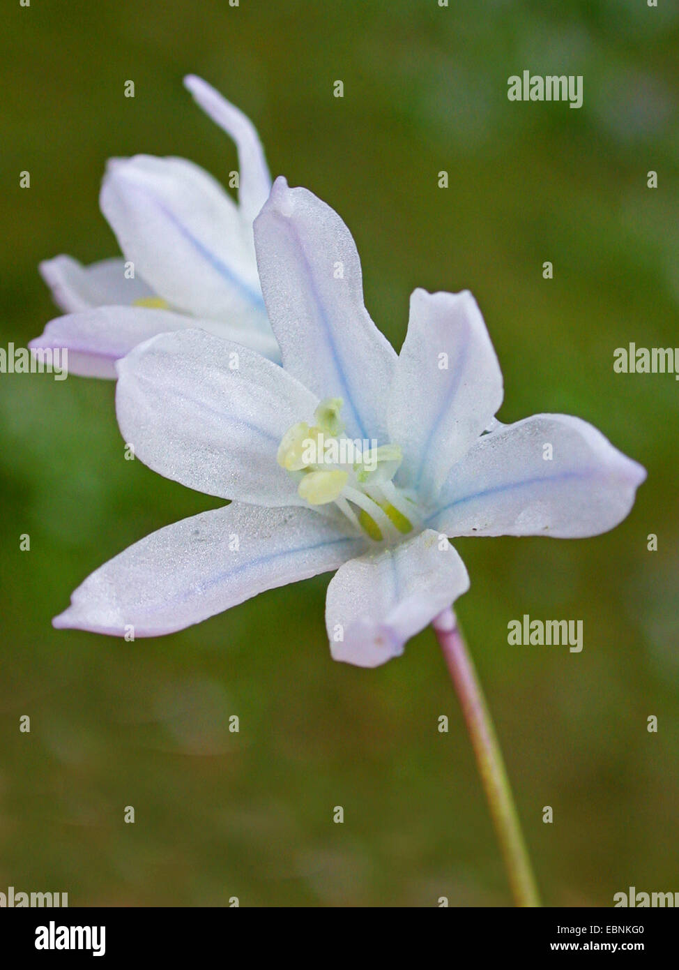 White squill scilla hi-res stock photography and images - Alamy