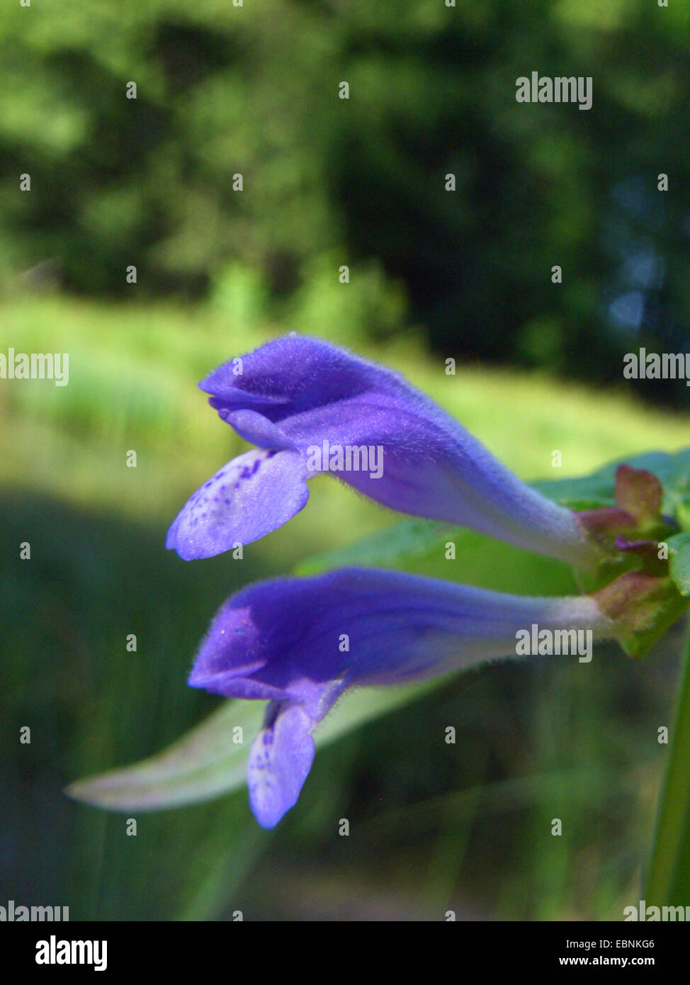 common scullcap, marsh skull-cap, skullcap, hooded skullcap ...
