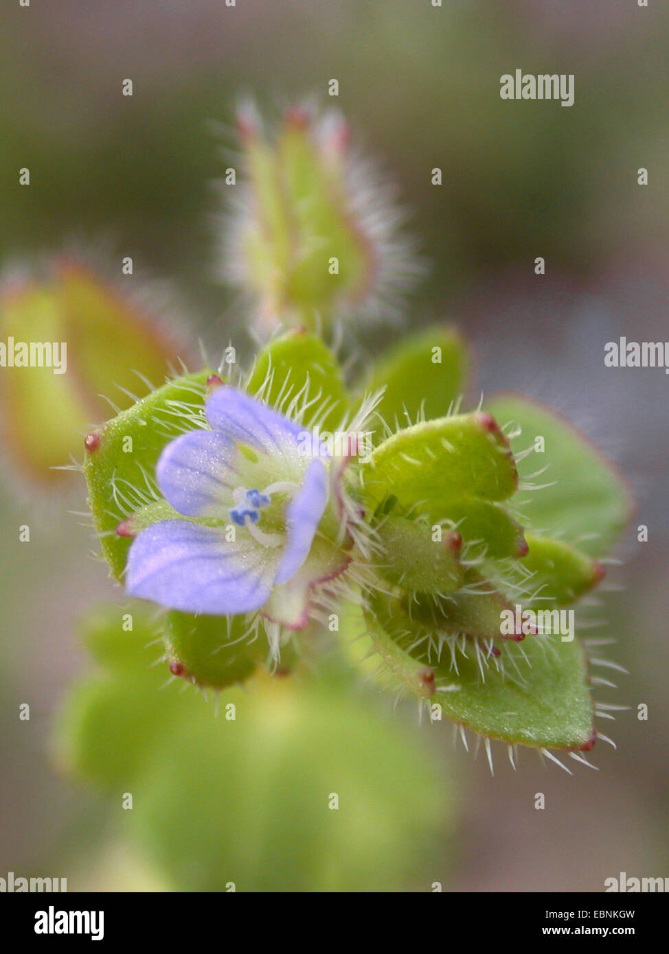 ivy-leaf speedwell (Veronica hederifolia), flower, Germany Stock Photo ...