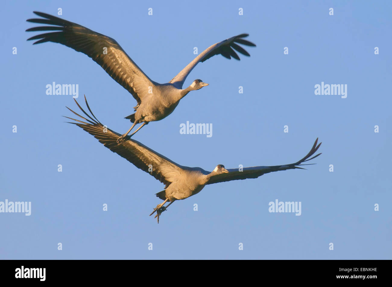 Two Common Cranes High Resolution Stock Photography and Images - Alamy