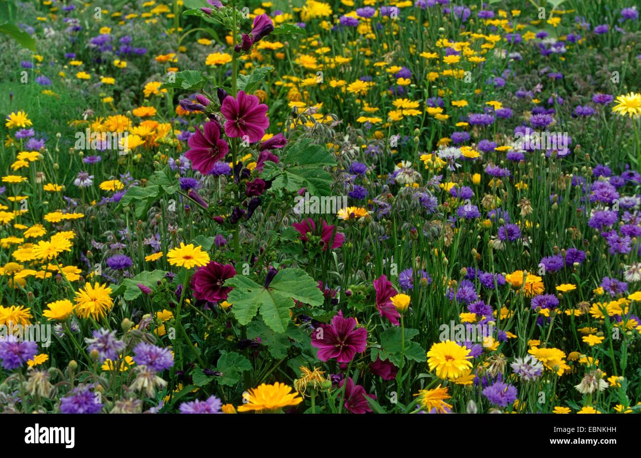 holly hock, hollyhock (Alcea rosea, Althaea rosea), Flower meadow in a ...