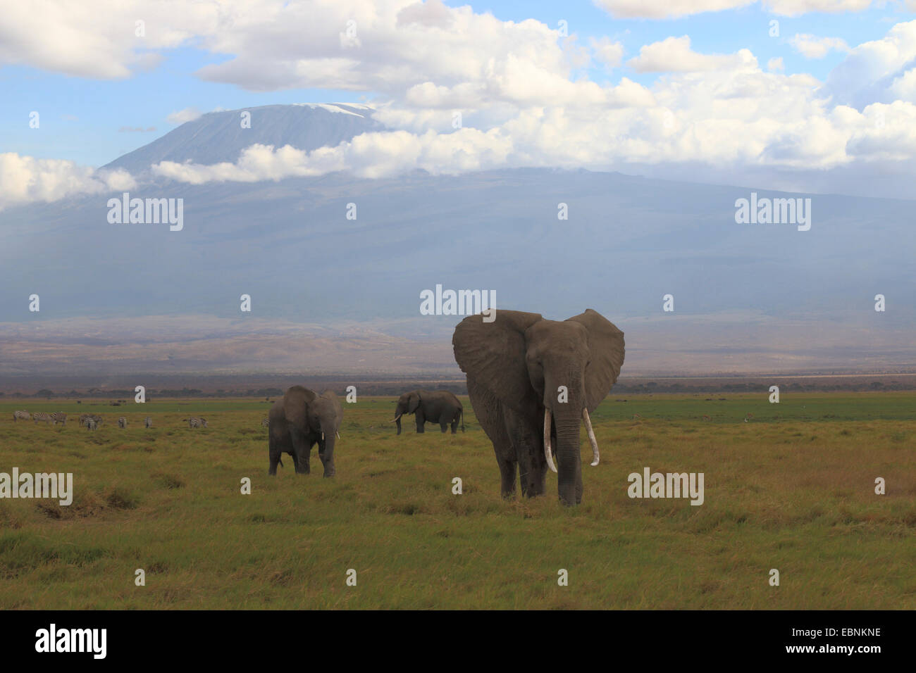 Chain of elephants hi-res stock photography and images - Alamy