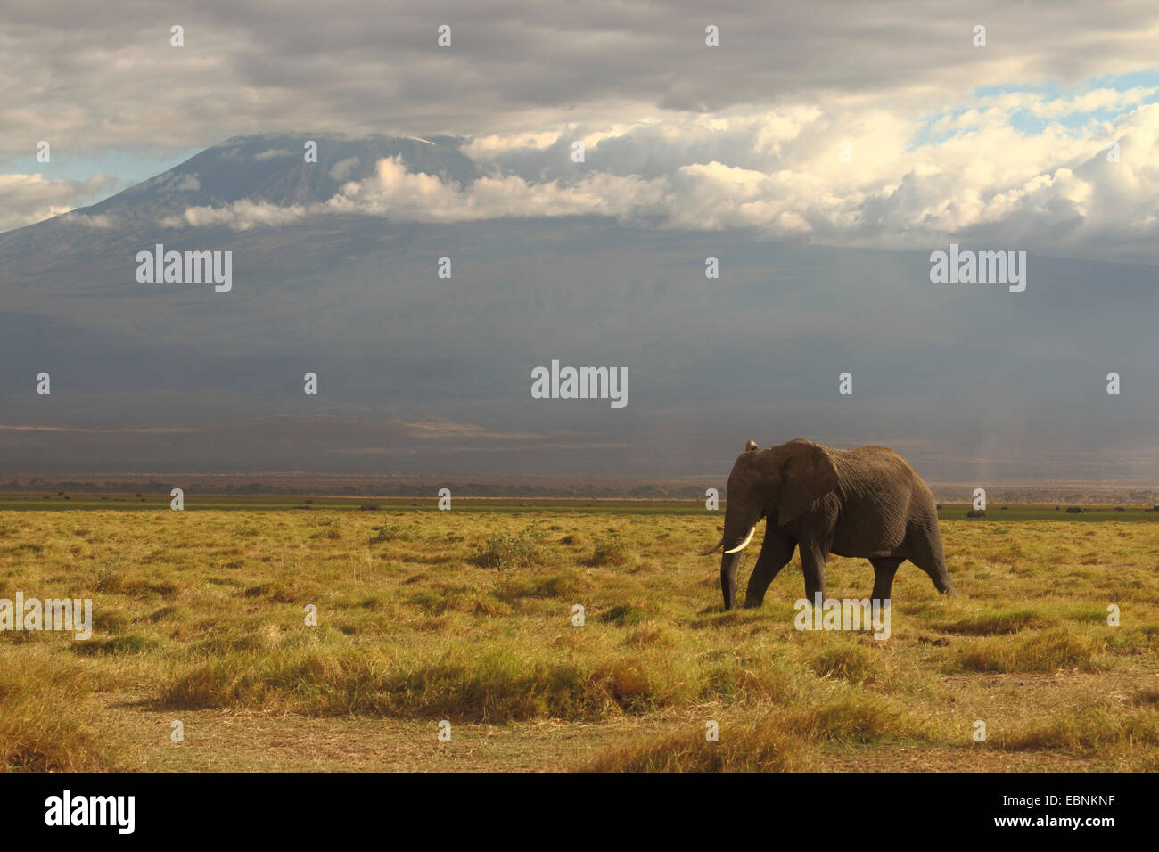Elephant chain hi-res stock photography and images - Alamy