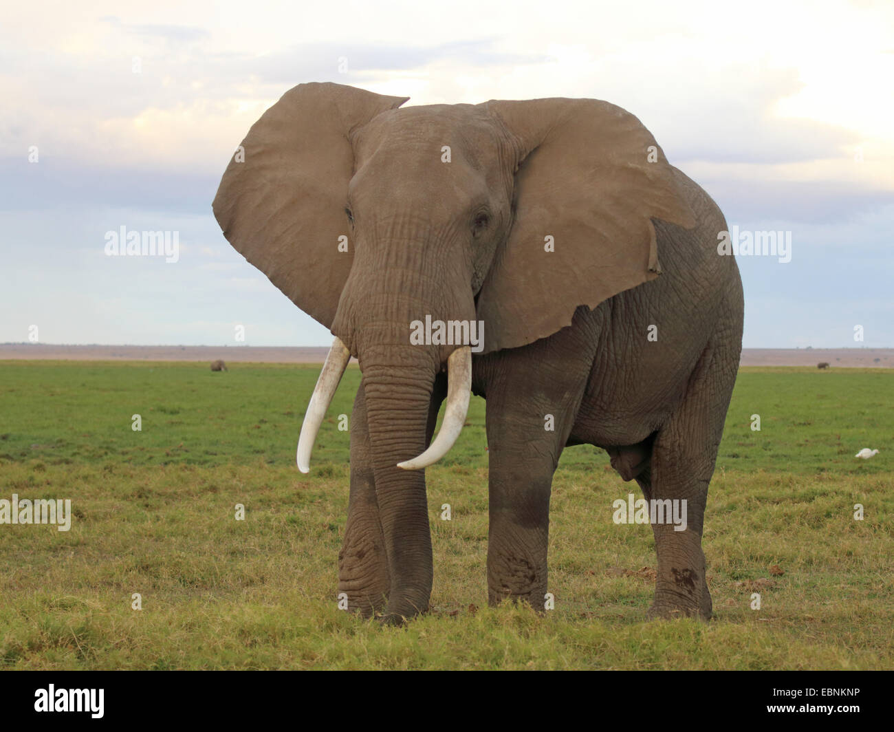 Bull elephant hi-res stock photography and images - Alamy