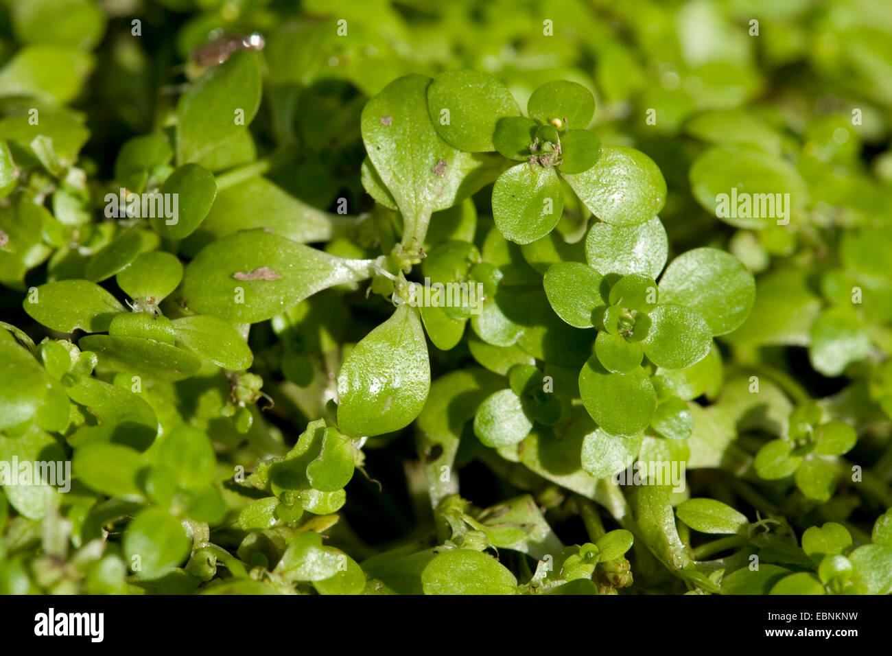 Pond water starwort hi-res stock photography and images - Alamy