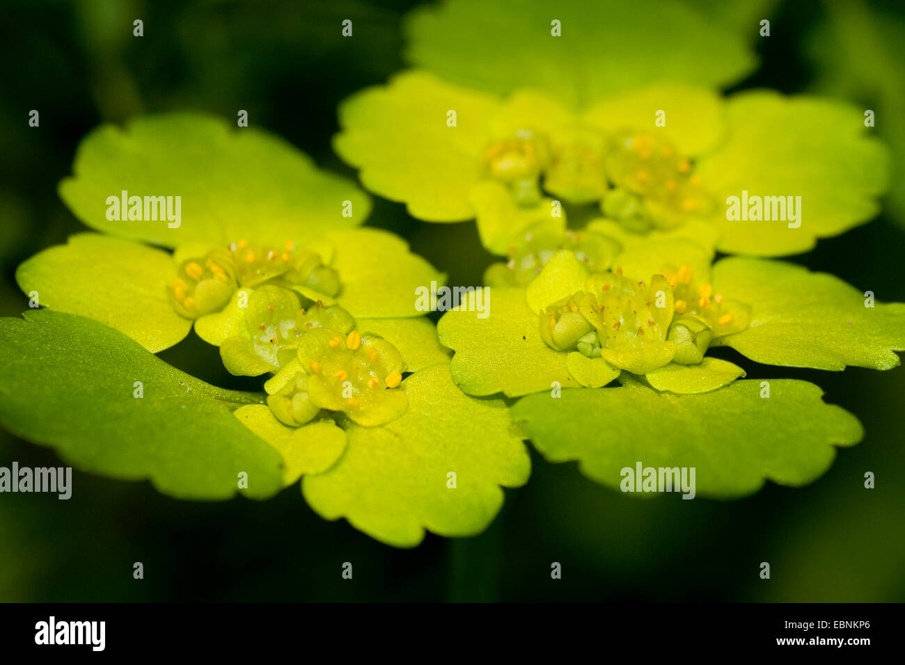 alternate-leaved golden-saxifrage (Chrysosplenium alternifolium ...