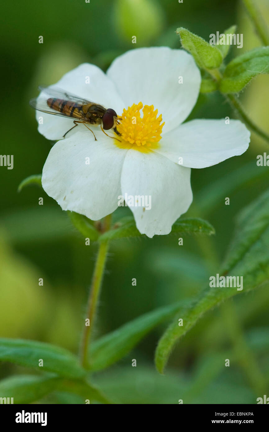 Rock rose cistus inflatus hi-res stock photography and images - Alamy