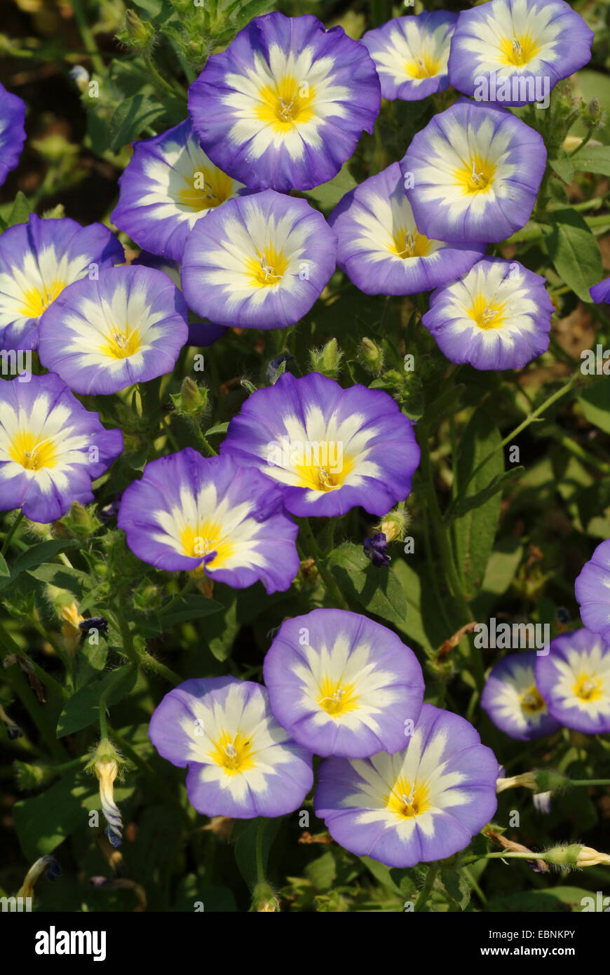 Dwarf convolvulus, Dwarf Morning Glory (Convolvulus tricolor), blooming ...
