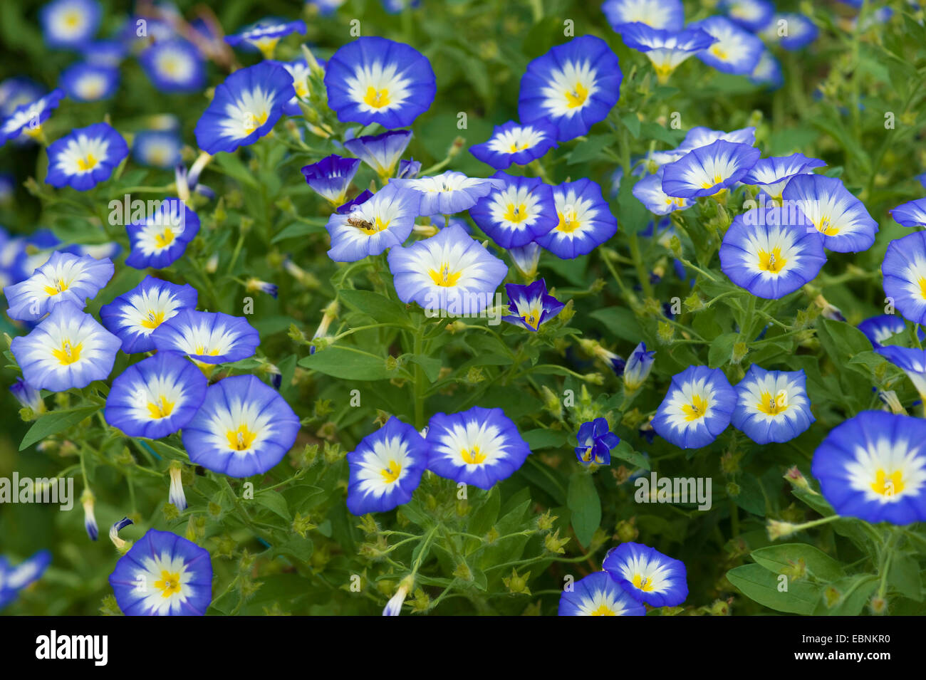 Dwarf convolvulus, Dwarf Morning Glory (Convolvulus tricolor), blooming ...