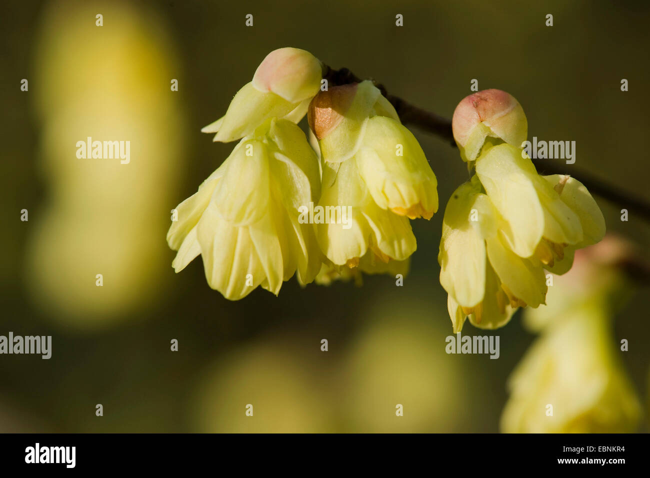 Buttercup Winter Hazel (Corylopsis pauciflora), blooming branch Stock ...