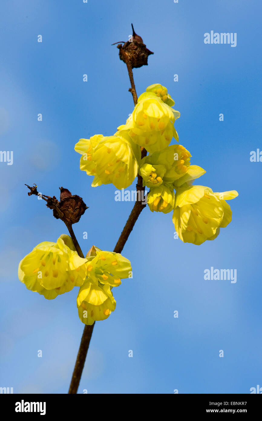 Buttercup Winter Hazel (Corylopsis pauciflora), blooming branch Stock ...