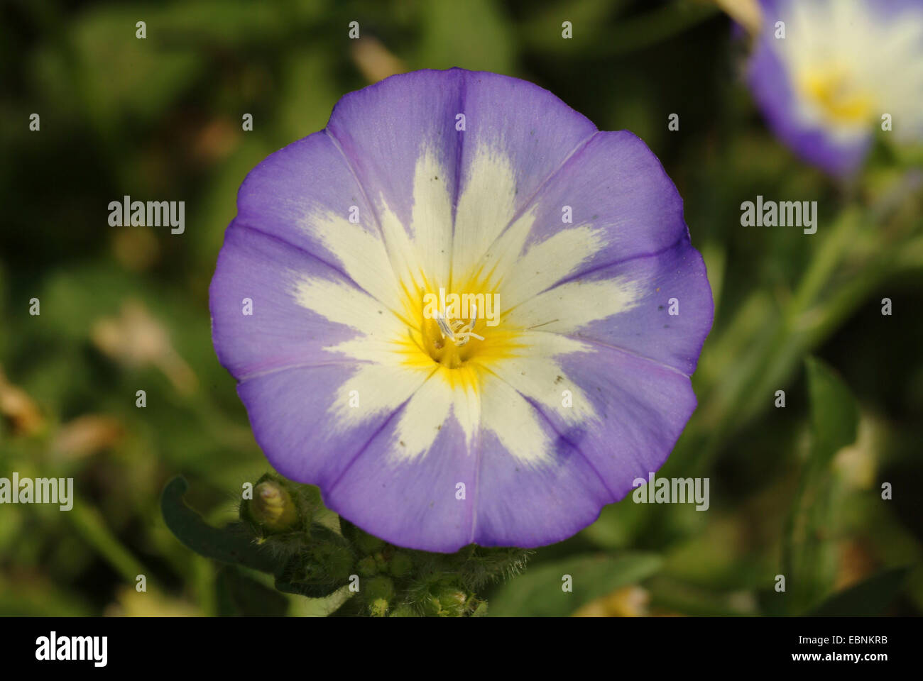 Dwarf convolvulus, Dwarf Morning Glory (Convolvulus tricolor), flower ...
