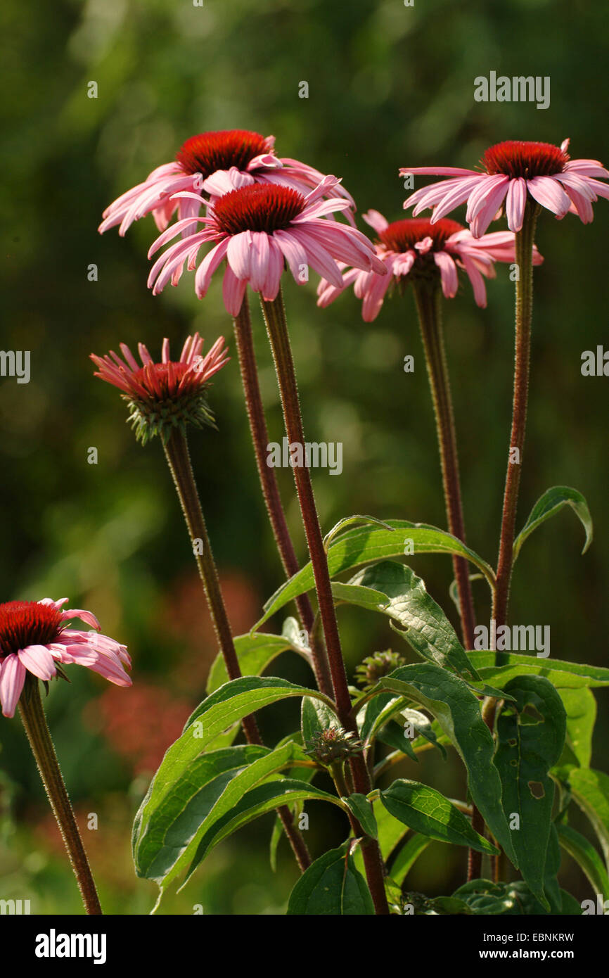 eastern purple coneflower (Echinacea purpurea), blooming Stock Photo ...