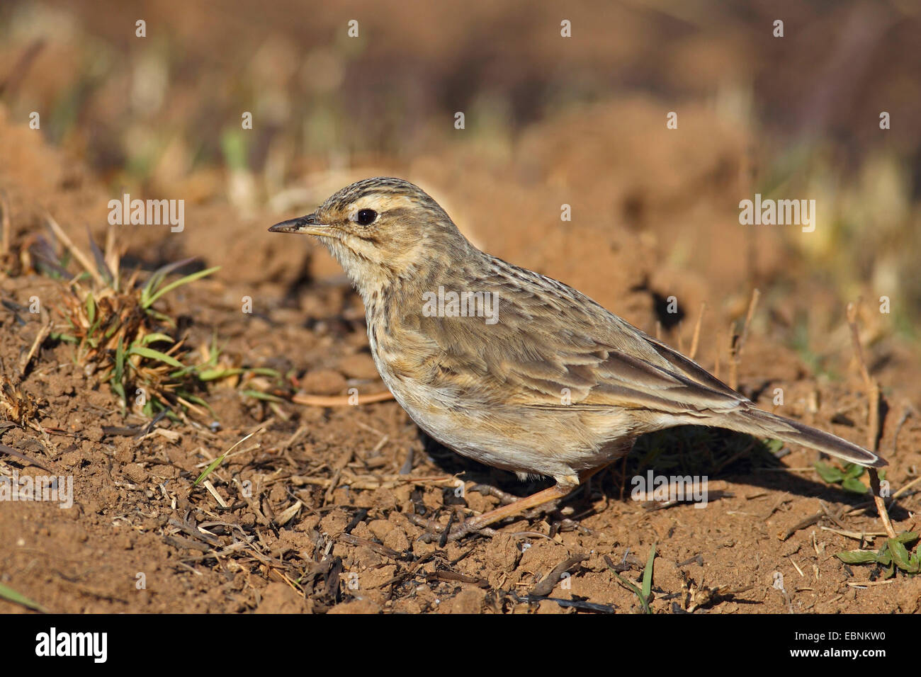 Long-billed pitpit (Anthus similis), stands on the ground, South Africa ...