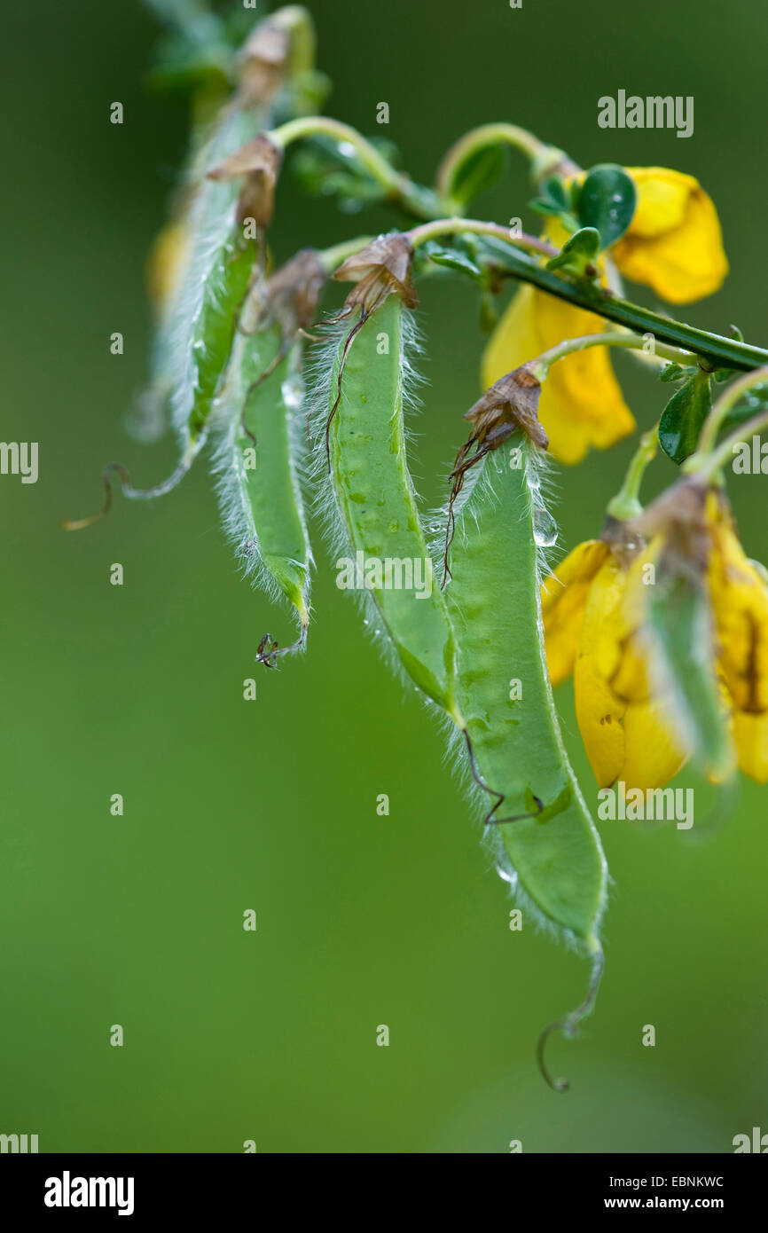Scotch broom (Cytisus scoparius, Sarothamnus scoparius), young fruits ...