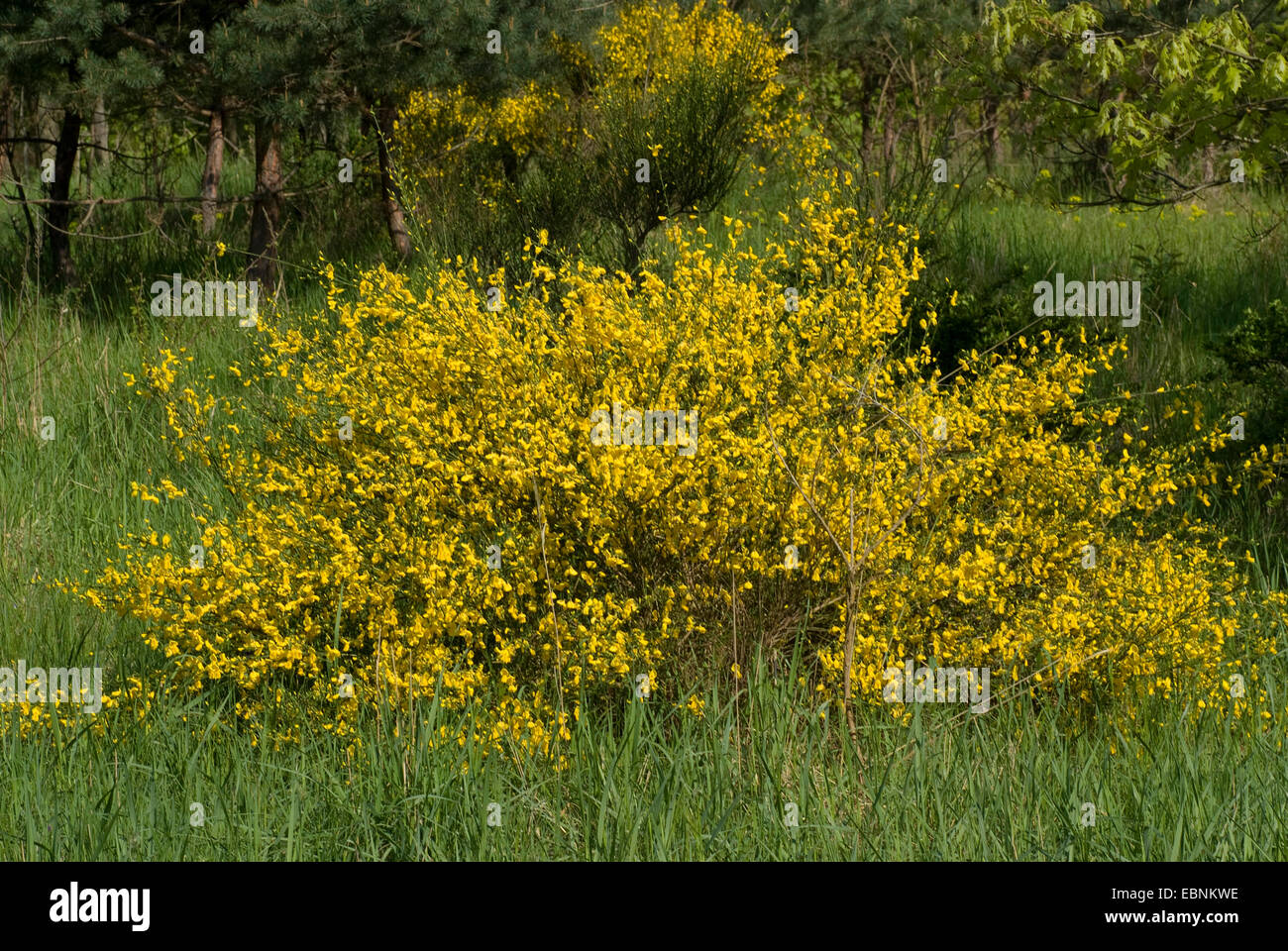 Scotch broom (Cytisus scoparius, Sarothamnus scoparius), blooming ...