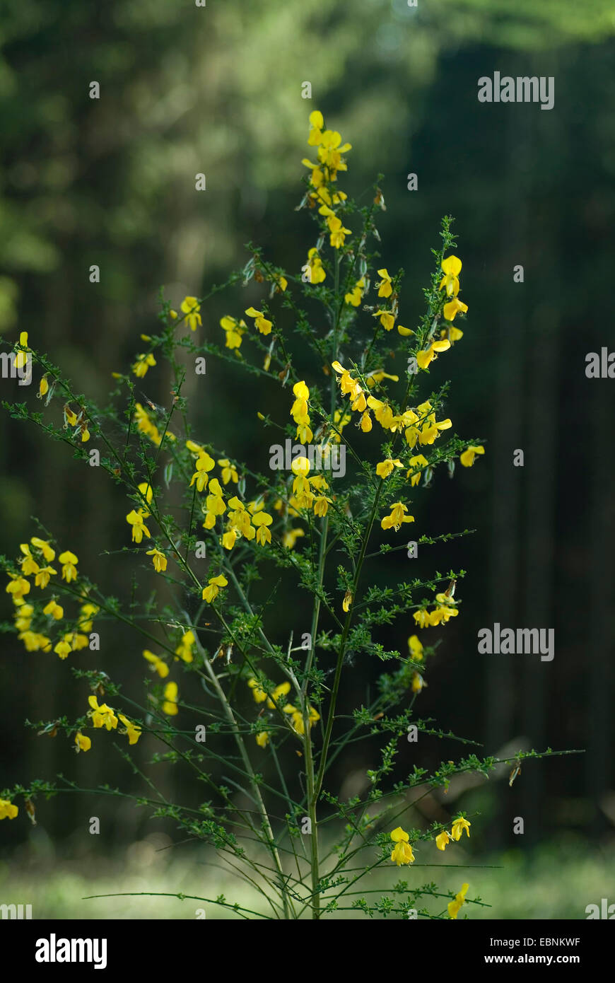 Scotch broom (Cytisus scoparius, Sarothamnus scoparius), blooming ...